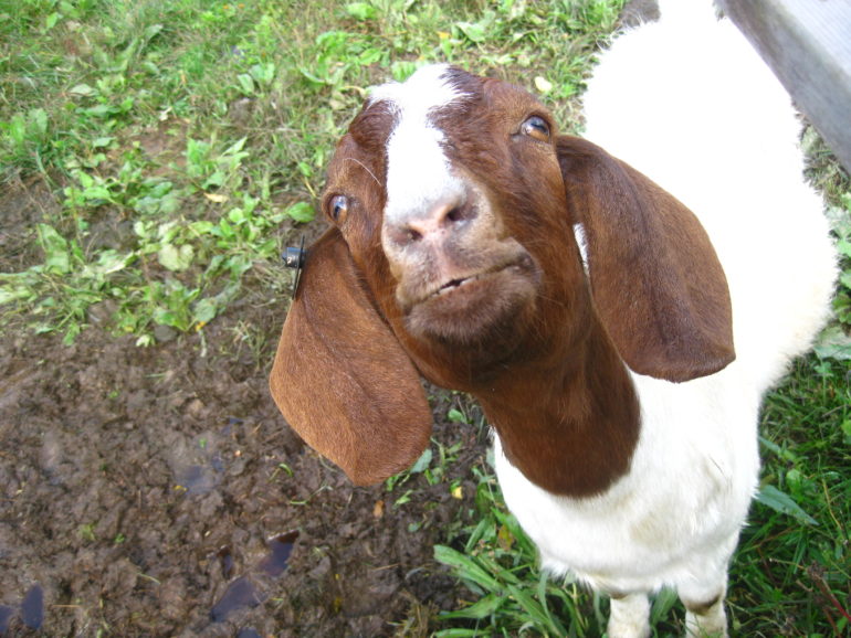 15 Underappreciated Kosher Animals